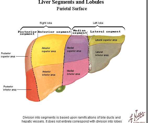 MedLiner | Иллюстрации по анатомии